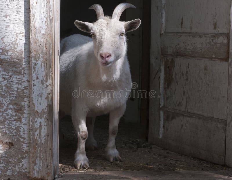 Goat at home stock photo. Image of nature, head, home - 23498064