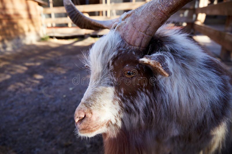 A Goat with Horns on a Livestock Farm Stock Image - Image of ...