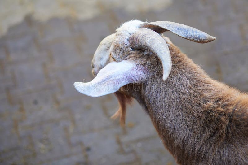 A Goat with Horns on a Livestock Farm Stock Photo - Image of feeding ...