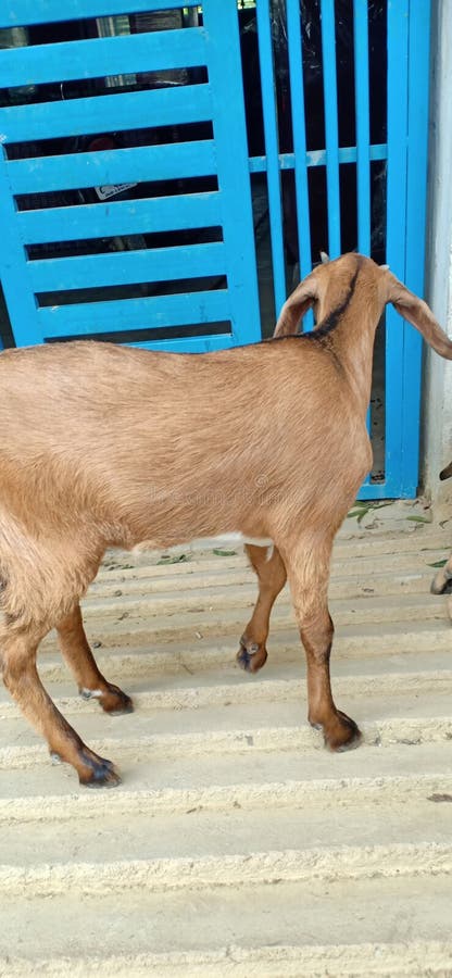 Goat in the house stock image. Image of house, cattle - 193351409
