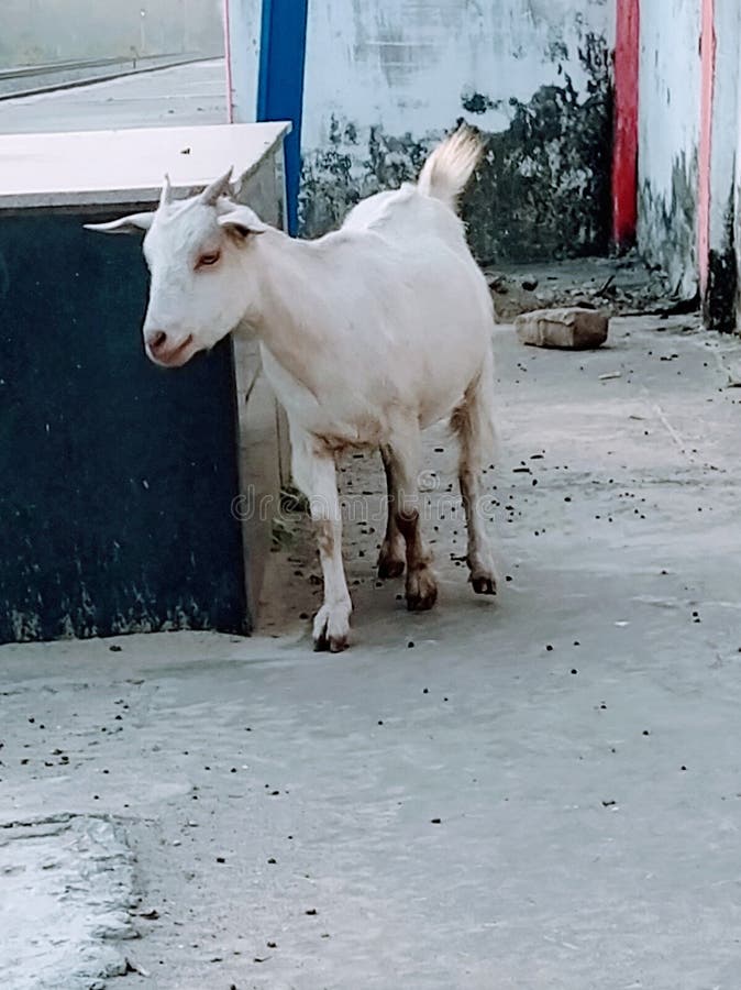 Goat stock photo. Image of house, animal, goat, wolking - 177211628