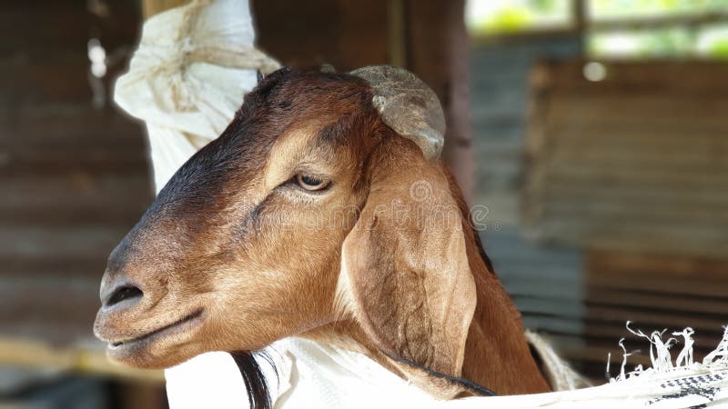 935 Goat Mane Stock Photos - Free & Royalty-Free Stock Photos from ...