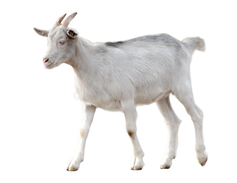 314 Goat No Background Stock Photos - Free & Royalty-Free Stock Photos ...