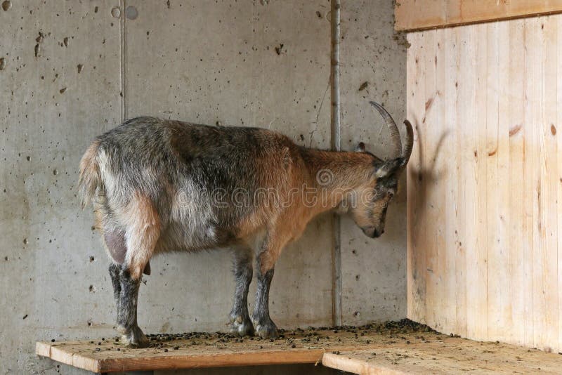 Goat Its Head Pressing Against Wooden Wall Stock Photos - Free ...