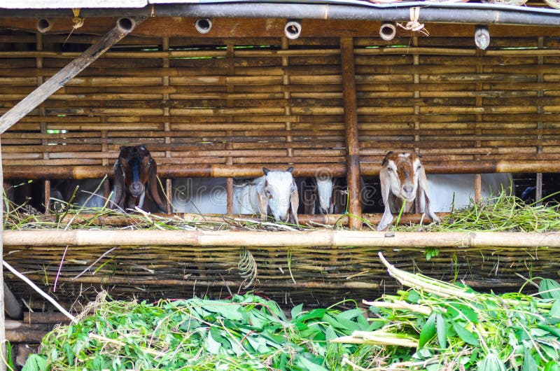 Goat on the Java Island in Indonesia. Stock Photo - Image of breeding ...