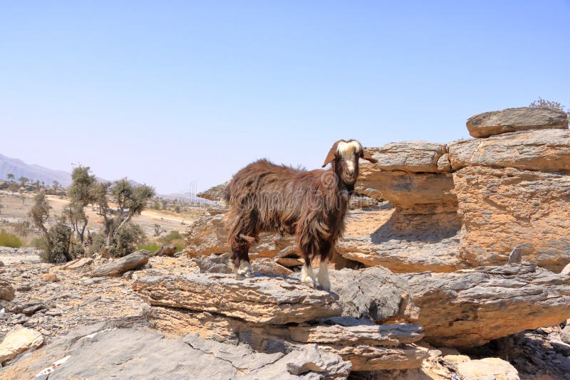 A Goat in Jebel Shams Mountains, Oman Stock Image - Image of arabia ...