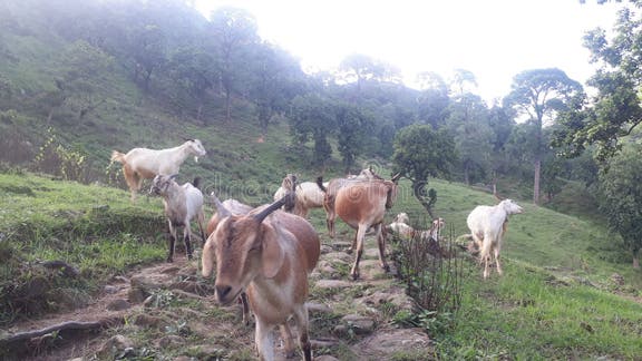 Animal stock photo. Image of jungle, goat, india, animal - 123524182