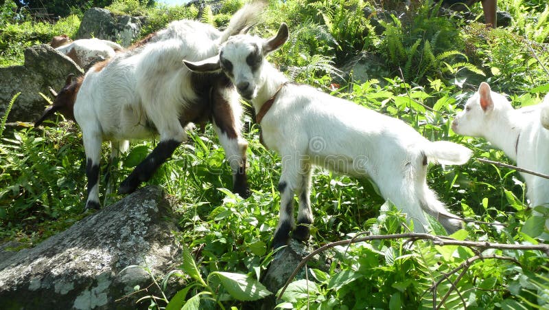 Goat, Jungles stock photo. Image of nature, mammal, stopping - 49155792