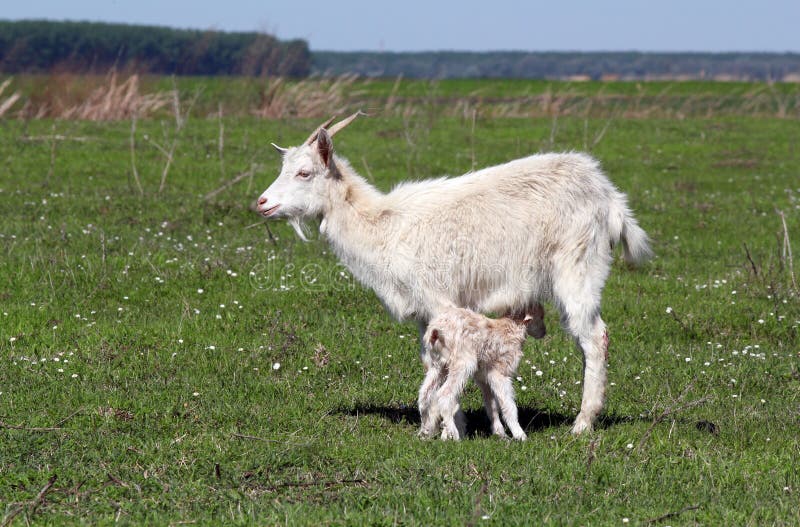 Goat with Just Born Little Goat Stock Photo - Image of goat, white ...