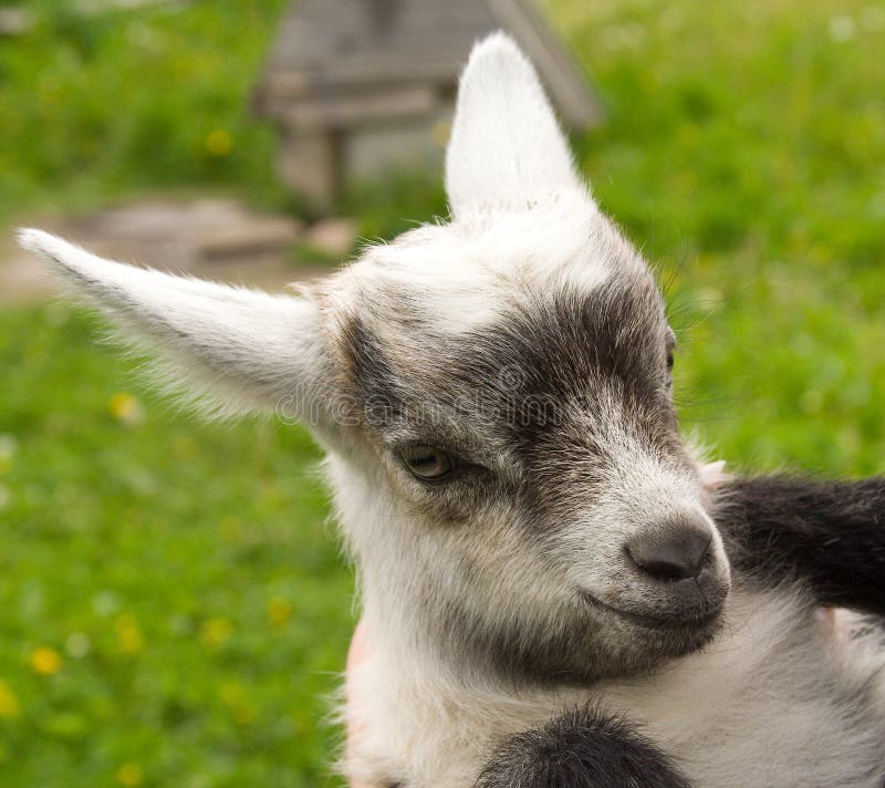 Goat kid stock photo. Image of goat, pasture, animals - 1199704
