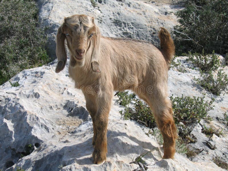 Goat kid stock photo. Image of goats, funny, newborn - 19198084
