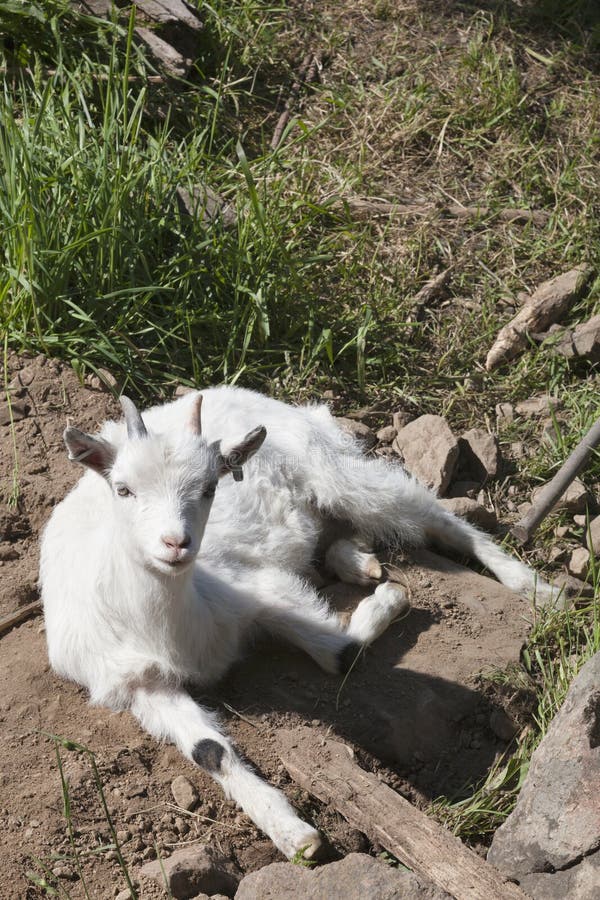 Goat kid stock image. Image of field, meadows, mammals - 21908175