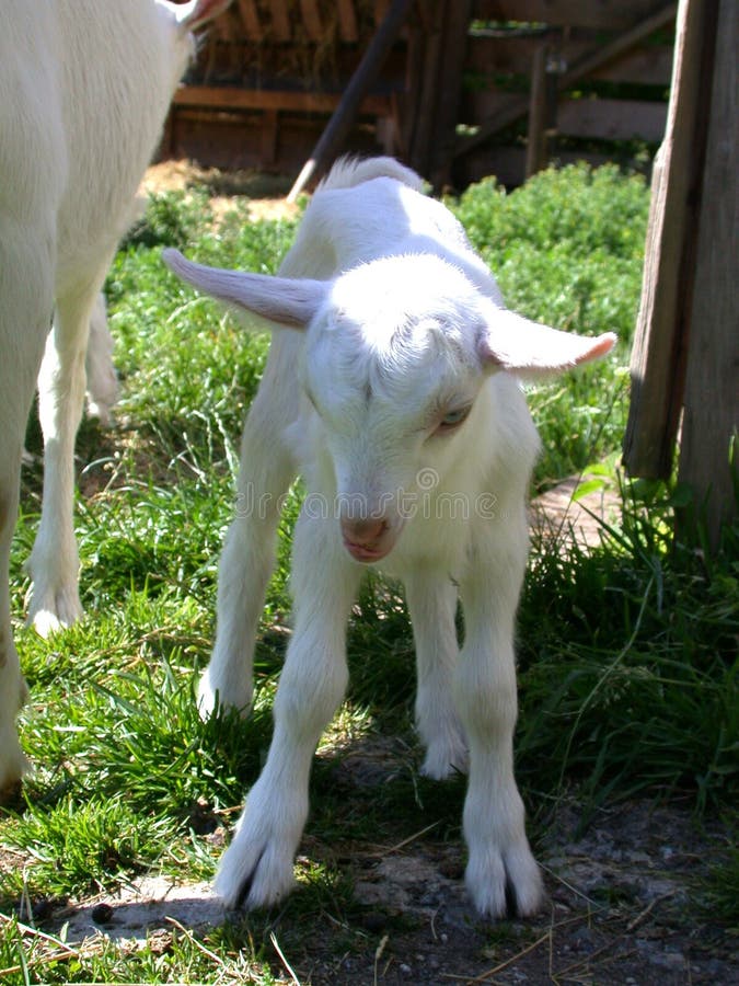 Goat kid stock photo. Image of young, husbandry, animals - 25704