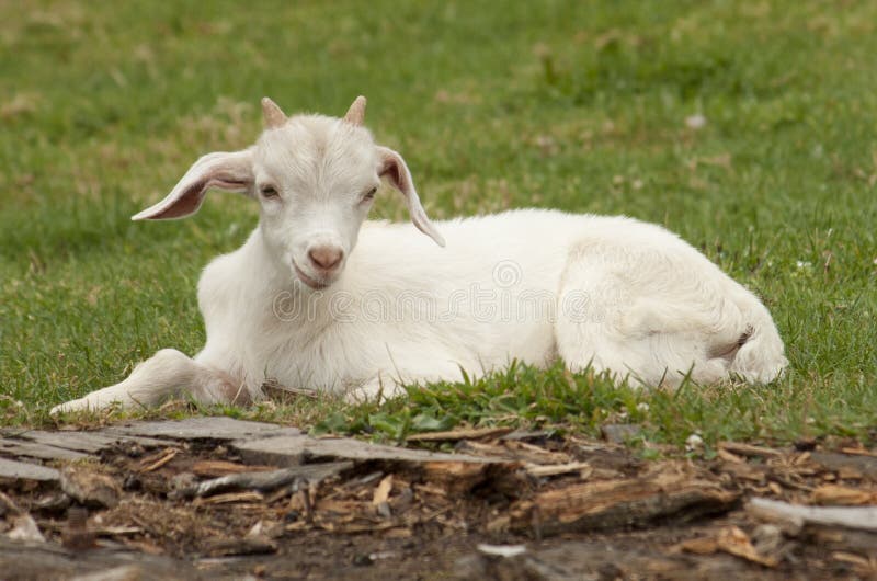 Goat Kid stock image. Image of green, white, baby, mammal - 37792929