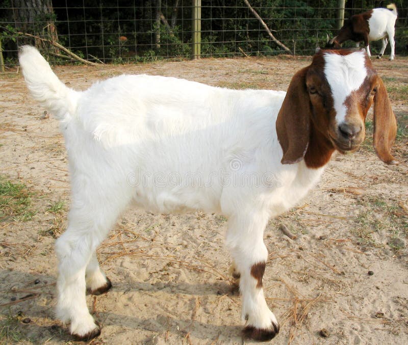 Cockeral stock photo. Image of daytime, animal, countryside - 786620
