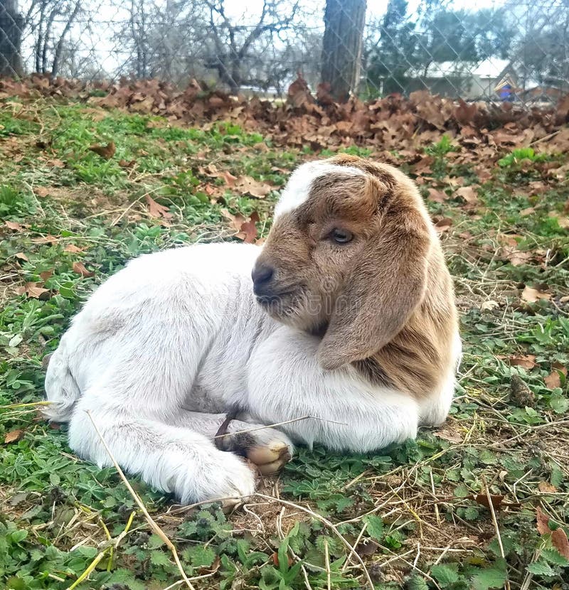 Goat kid stock photo. Image of goat, baby - 136386050