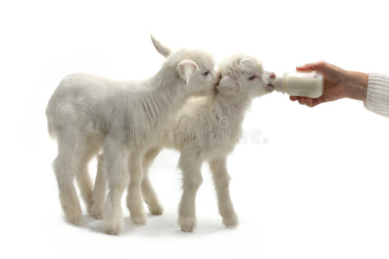 152 Pacifier Icon Stock Photos - Free & Royalty-Free Stock Photos from ...