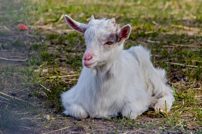 Goat Kid in on Green Meadow Stock Photo - Image of horn, petting: 314553554
