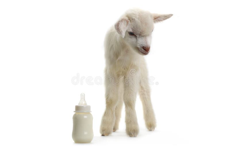 Pacifier stock photo. Image of blanket, shot, pacifier - 13433496