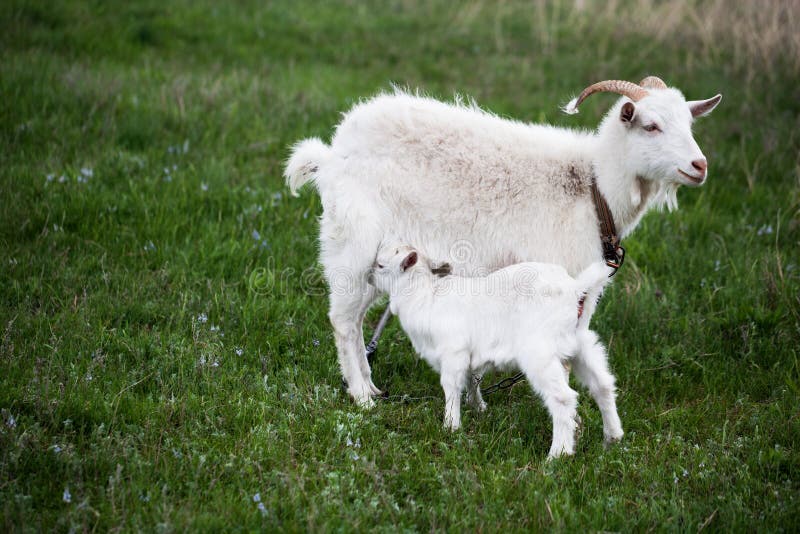 Goat with kid stock photo. Image of cute, baby, grass - 68055866