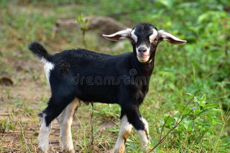 Goat kid stock photo. Image of alone, happily, playing - 101398730