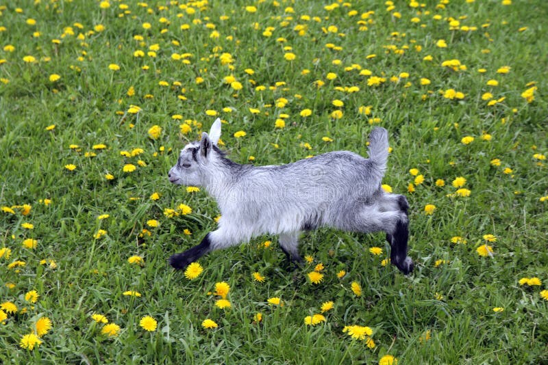 The Goat Kid Run on a Meadow Stock Photo - Image of offspring, green ...