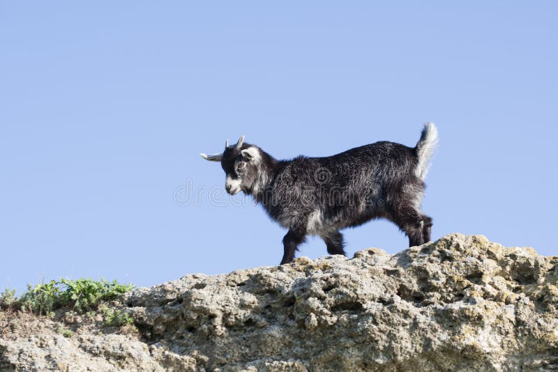 Goat kid stock image. Image of animal, tongue, farm, hircus - 40551747