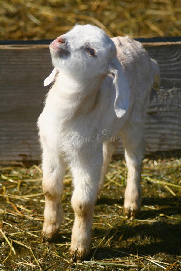 Goat Kids 0902 stock photo. Image of sister, relation - 8552172