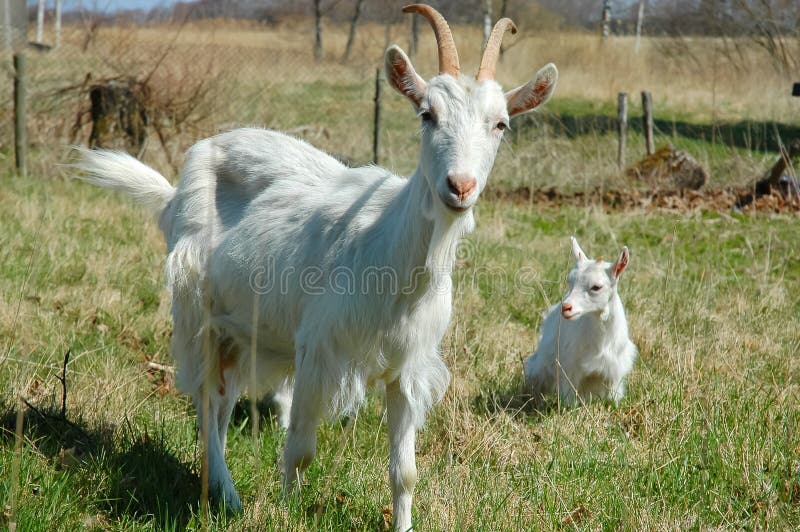 Goat with kids stock photo. Image of white, environment - 23500630
