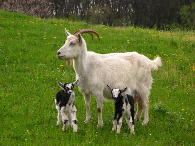 Goat and kids stock image. Image of animal, young, natural - 5416733