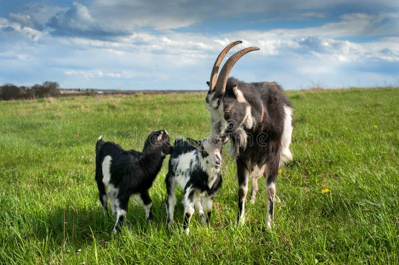 Goat and Kids in the Bright Sun Surrounded by Spring Greenery Stock ...