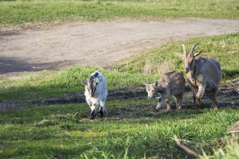 Spring. a Goat Grazes in a Meadow on a Warm May Day Stock Image - Image ...