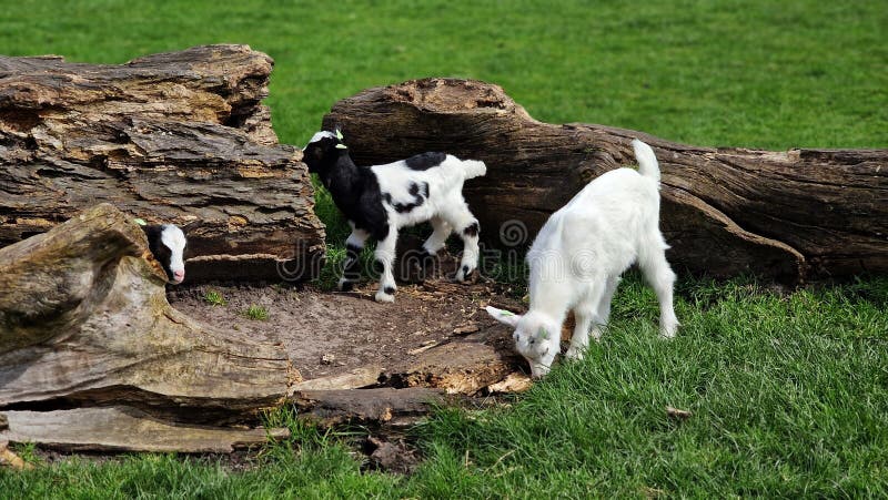 Goat Kids Playing on a Tree Stump. Stock Photo - Image of landscape ...