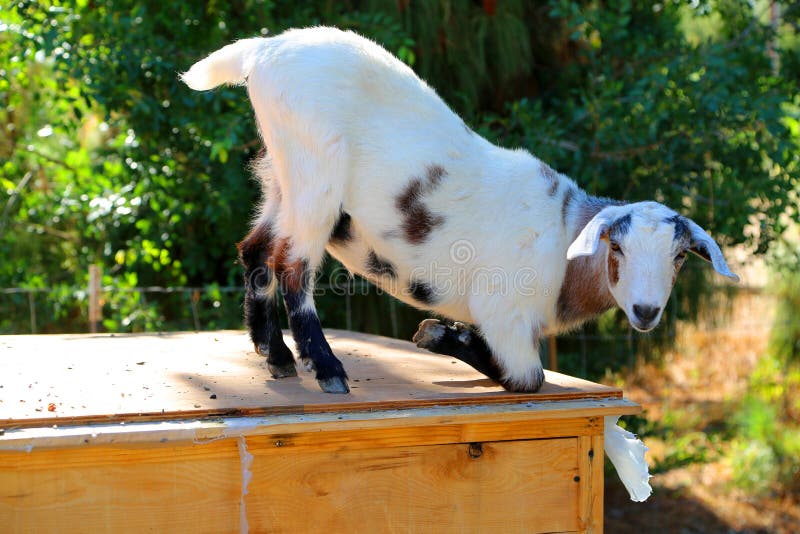 Goat stock image. Image of herd, products, animals, looking - 54522801