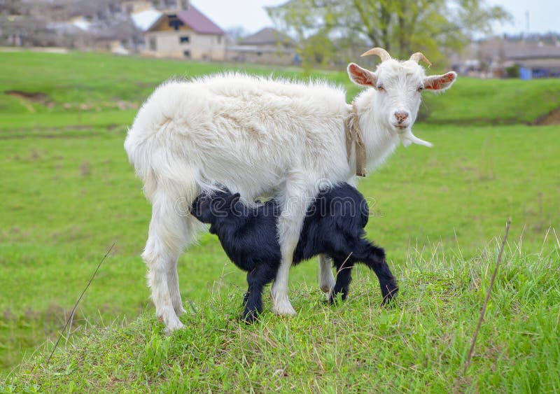 Goat and lamb stock photo. Image of spring, animals - 114620288