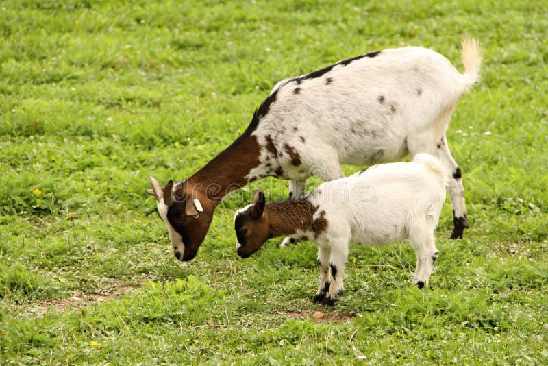Goat with lamb stock image. Image of feed, home, graze - 59780557