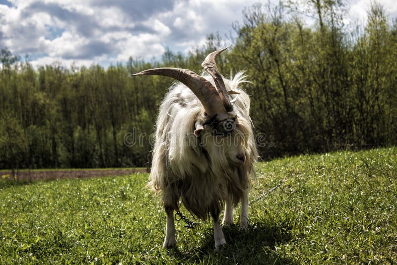 Goat in landscape stock image. Image of hungry, cute - 56538803