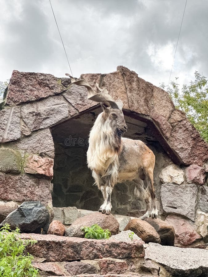 Goat with a Large Horn is Standing in Front of a Stone Wall Stock Image ...