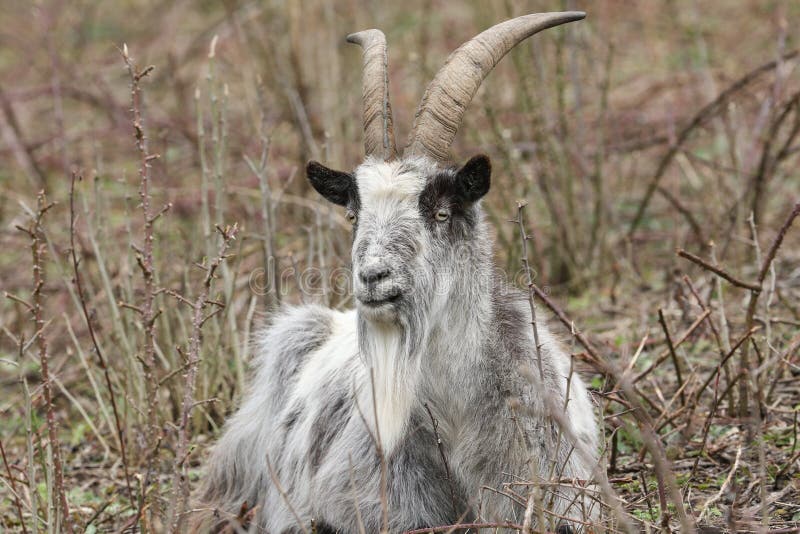 A Goat with Large Horns Lying Down Down in the Thicket Chewing the Cud ...
