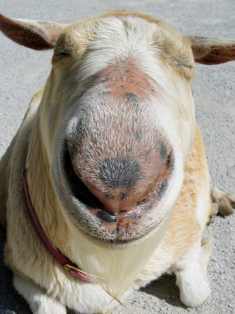 Ugly Goat Stock Photos - Free & Royalty-Free Stock Photos from Dreamstime