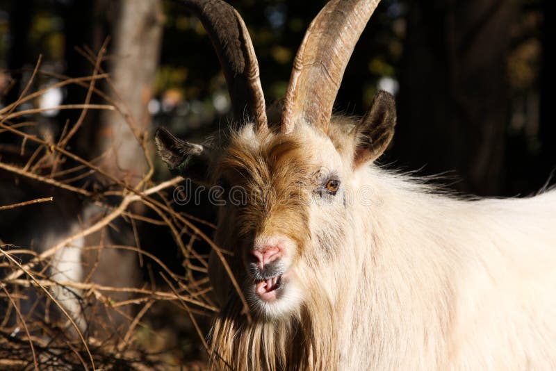 234 Laughing Goat Stock Photos - Free & Royalty-Free Stock Photos from ...