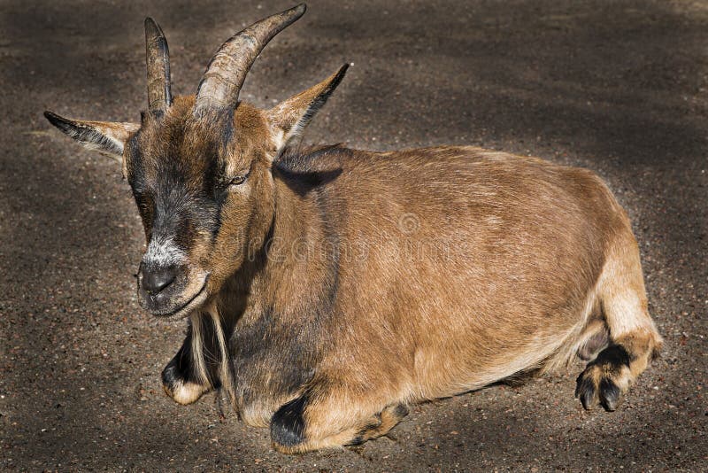 1,681 Calm Goat Stock Photos - Free & Royalty-Free Stock Photos from ...
