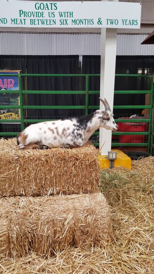 Goat laying down editorial photo. Image of goat, food - 161030376