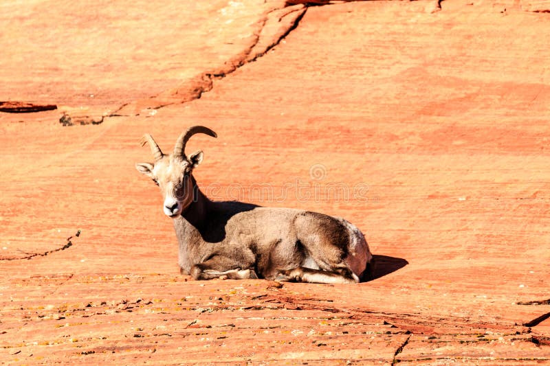 A Goat is Laying Down on a Rocky Surface Stock Photo - Image of grazing ...