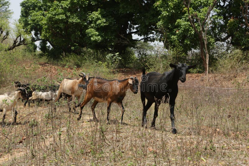 Goatery Stock Photos - Free & Royalty-Free Stock Photos from Dreamstime