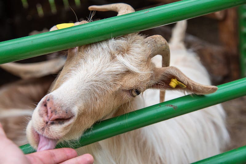 Goat Licking and Chewing Man`s Hand. Stock Photo - Image of eating ...