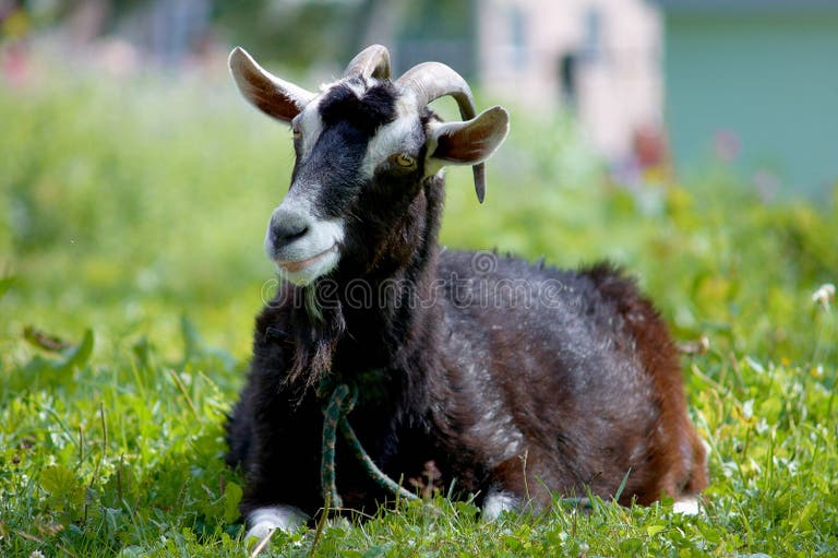 458 Sad Goat Stock Photos - Free & Royalty-Free Stock Photos from ...