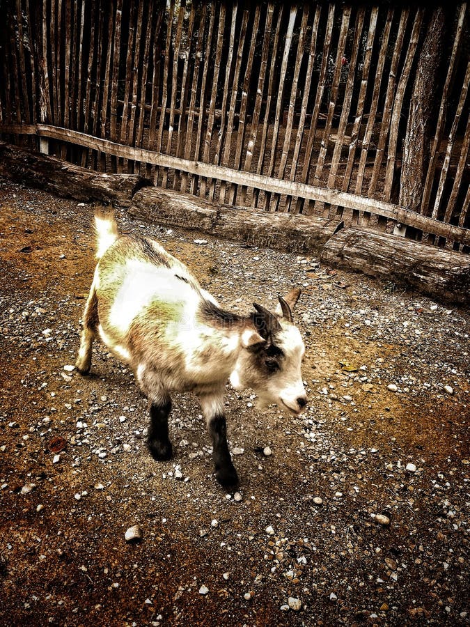 Goat stock image. Image of goat, cute, child, little - 101194891