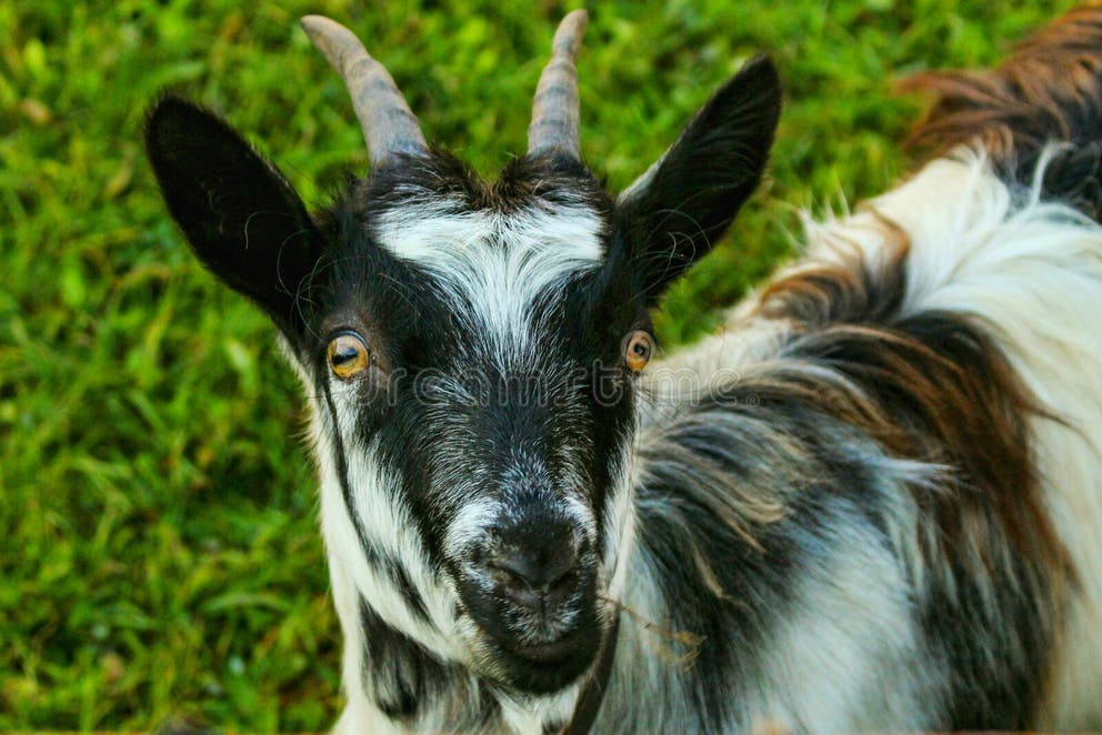 Goat stock image. Image of animal, goat, sweet, little - 93269899