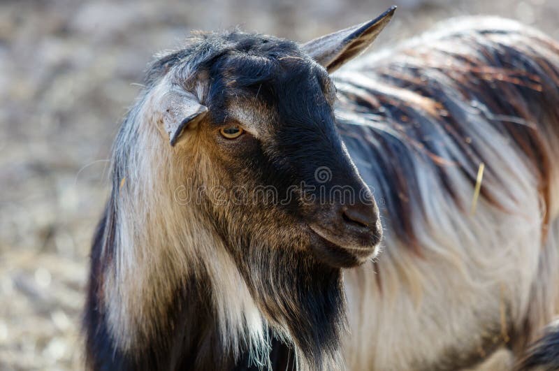 A Goat with a Long Beard and a Black Face Stock Photo - Image of green ...